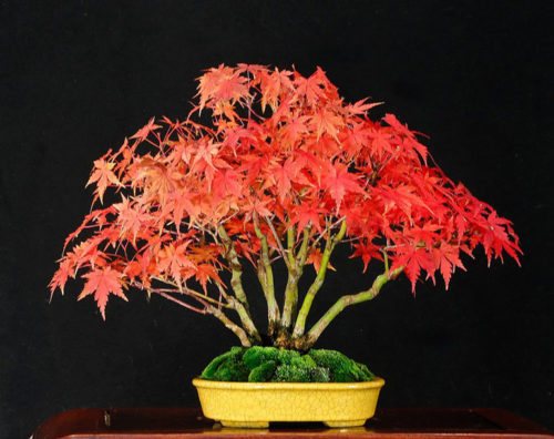 Radiant Red Leaves, Luminous Yellow Pot | Bonsai Bark