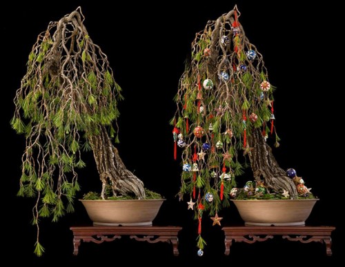 Happy Bonsai Holidays – Merry Bonsai Christmas | Bonsai Bark