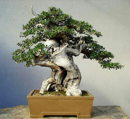 Extreme Bonsai Beauty & Thank You for Your Patience | Bonsai Bark