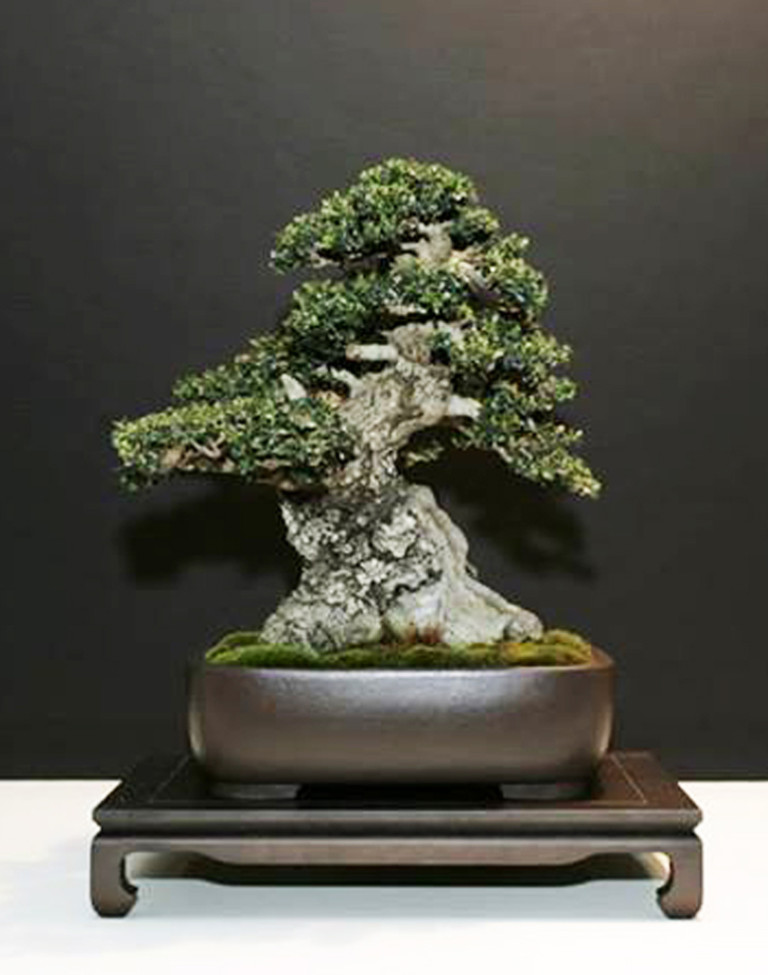 Olive Bonsai – Massive Trunks, Wild Trees | Bonsai Bark