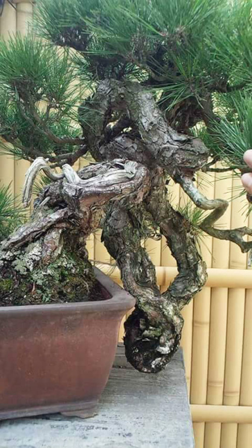 Full Attack Mode | Bonsai Bark