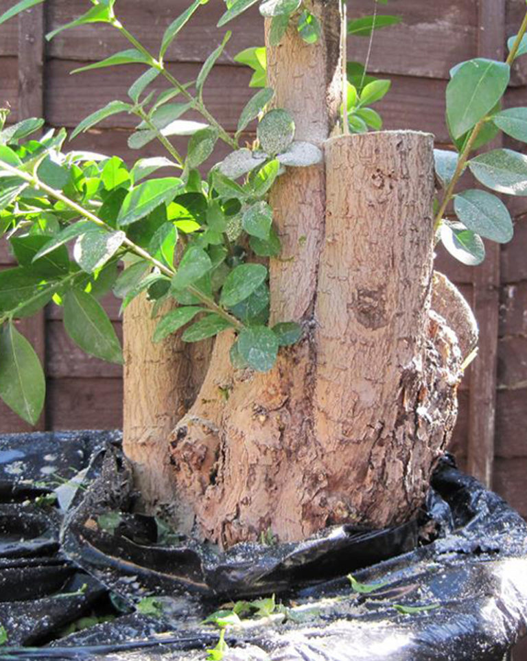 Before & After Bonsai – A Remarkable 7 Year Transformation | Bonsai Bark