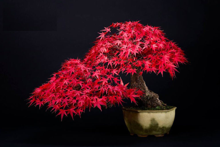 Snake Skin Bonsai | Bonsai Bark