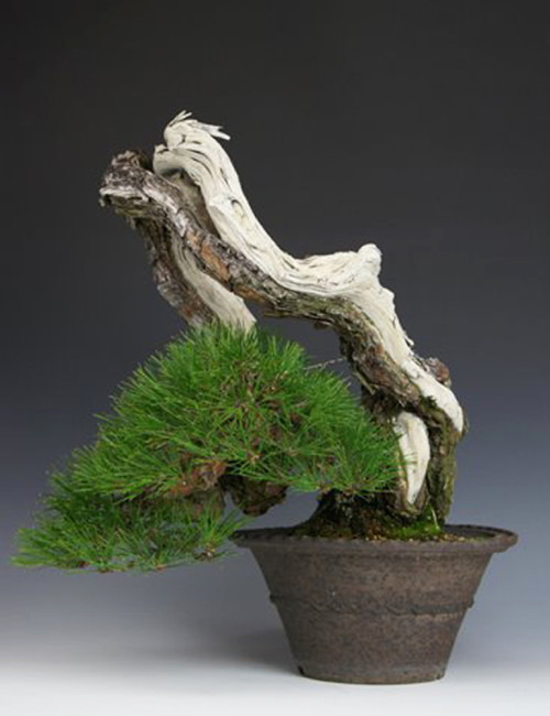 Before & After Japanese Red Pine Bonsai | Bonsai Bark