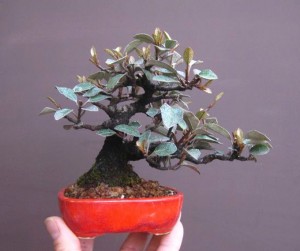 Very Red and Very Rare | Bonsai Bark
