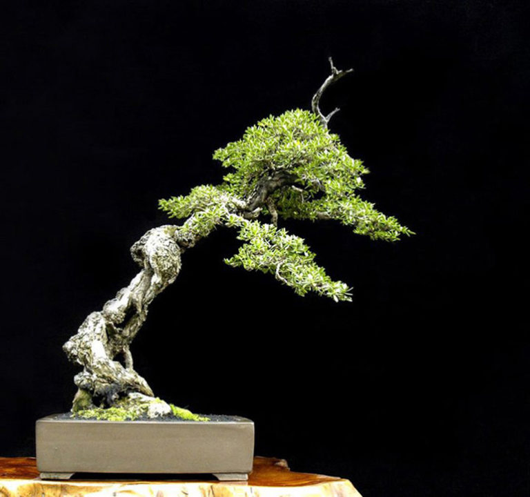 That Rugged Yamadori Look in a Tropical Bonsai World | Bonsai Bark