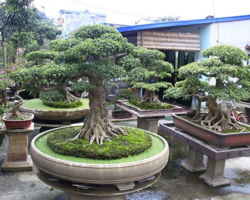 A Magical Land Where Almost Every House Has a Bonsai | Bonsai Bark