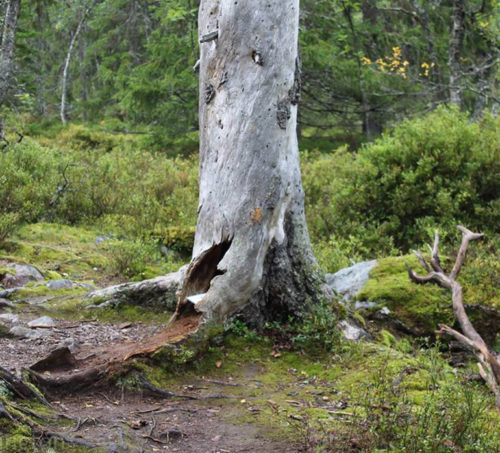 Bonsai Bark | Promoting and Expanding the Bonsai Universe | Page 3