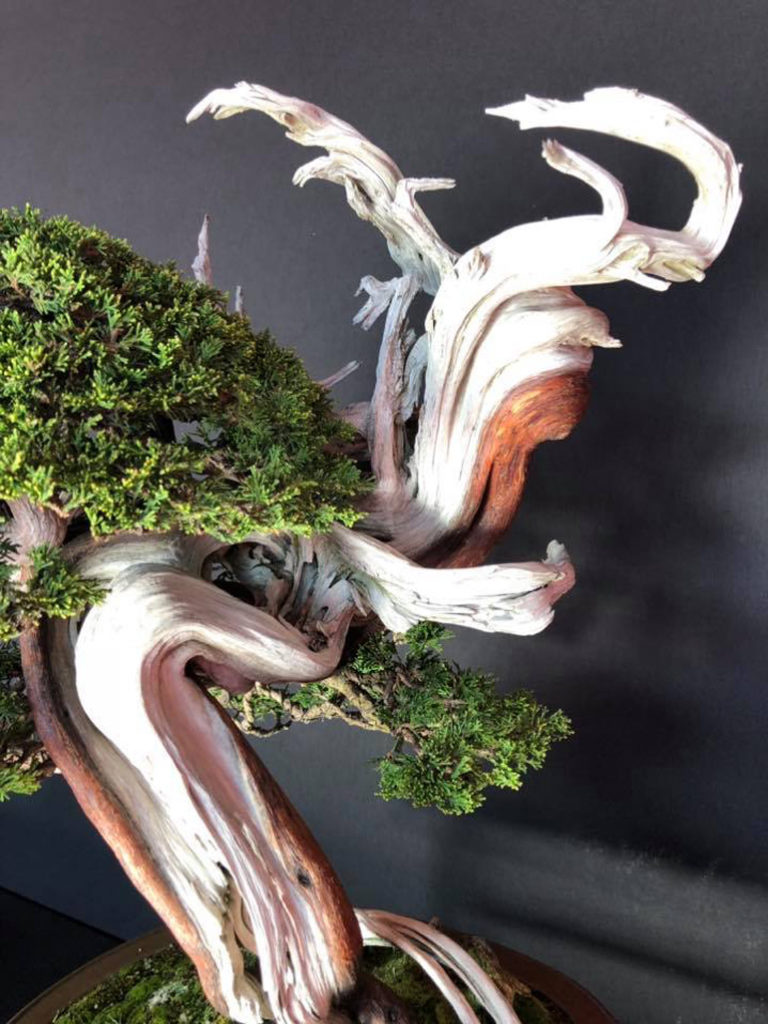 Bonsai Bark | Promoting and Expanding the Bonsai Universe | Page 17