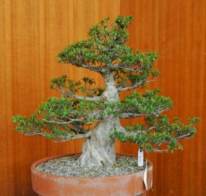 Suiseki & Satsuki | Bonsai Bark