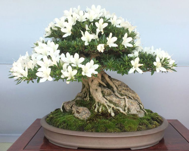 Bonsai Brilliance at Japan’s Satsuki Azalea Festival | Bonsai Bark
