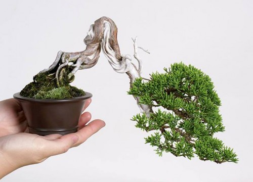 High Quality Bonsai (& Photos) in Hand… | Bonsai Bark