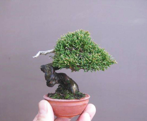 Bonsai Bark | Promoting and Expanding the Bonsai Universe | Page 37