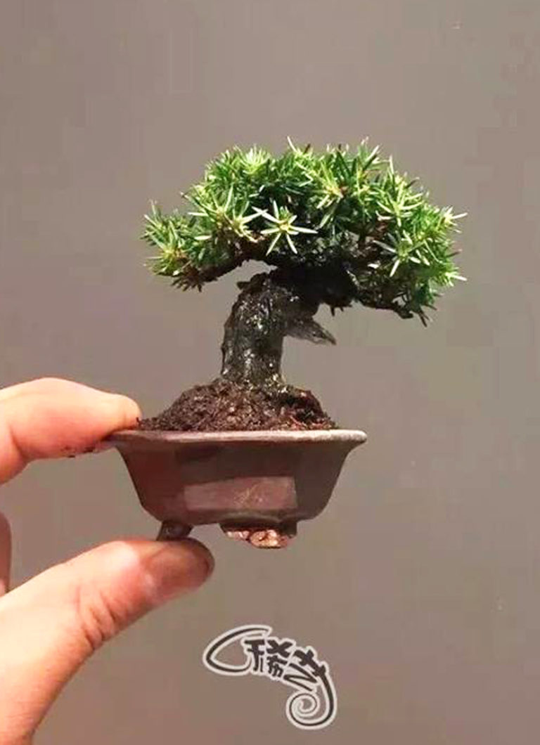 Bonsai Bark | Promoting and Expanding the Bonsai Universe | Page 19
