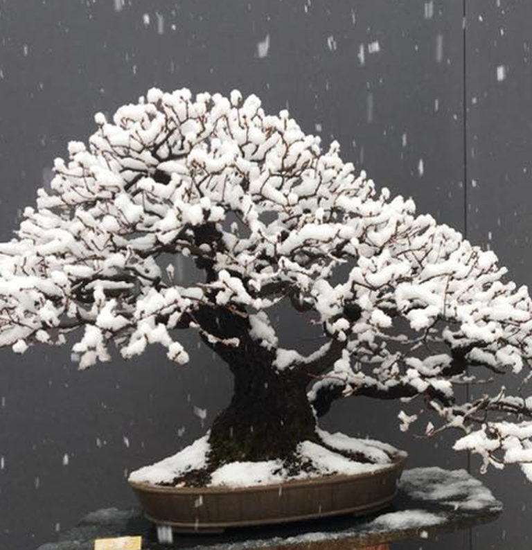 Snow Flowers | Bonsai Bark