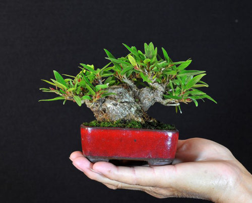 A Bonsai in Hand – a Quick Study on Perspective | Bonsai Bark