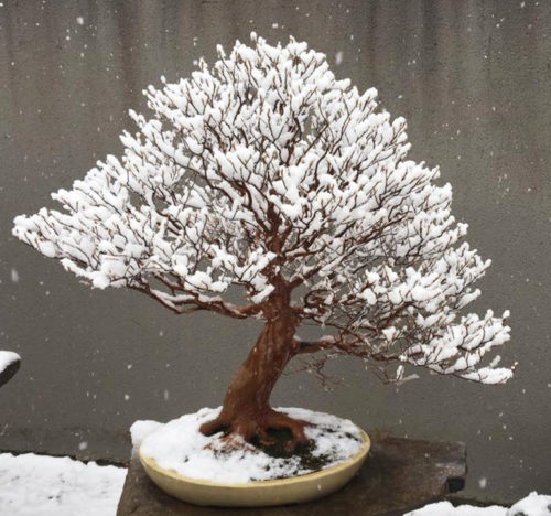 Snow Flowers | Bonsai Bark