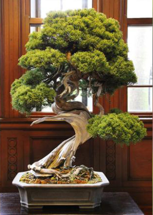 Thief Steals Over $100,000 Worth of Bonsai* Including a 400-year-old S ...