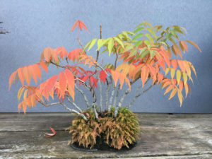 Bonsai Bark | Promoting and Expanding the Bonsai Universe | Page 52
