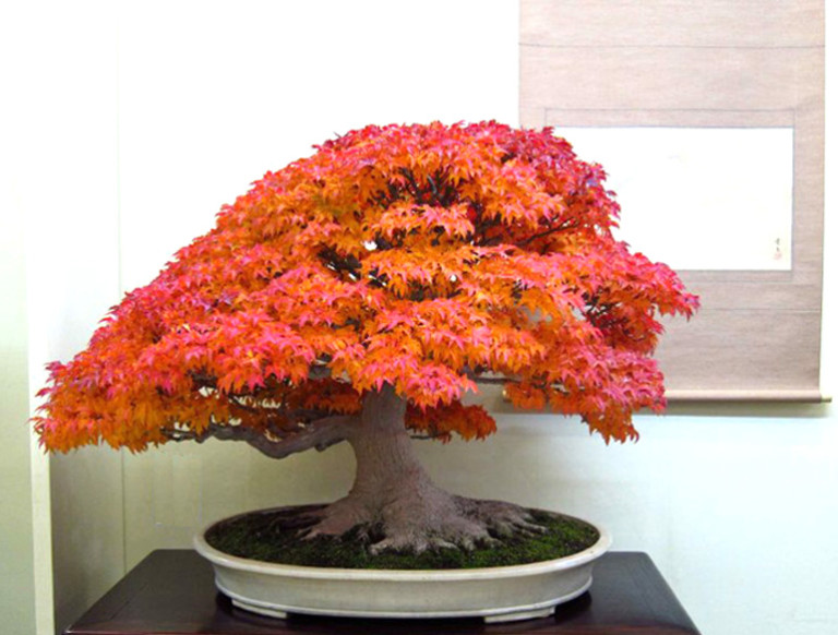 Blazing Bonsai – An Embarrassment of Riches | Bonsai Bark