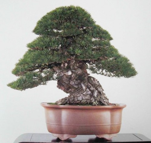 An Impressive List Of Famous Bonsai Artists Bonsai Bark