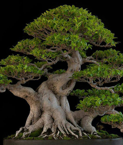 Tiger Bark Bonsai | Bonsai Bark