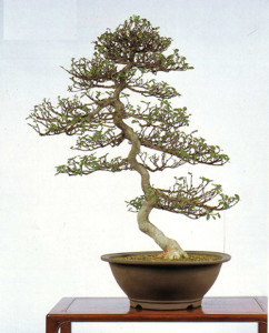 Bonsai Bark | Promoting and Expanding the Bonsai Universe | Page 58