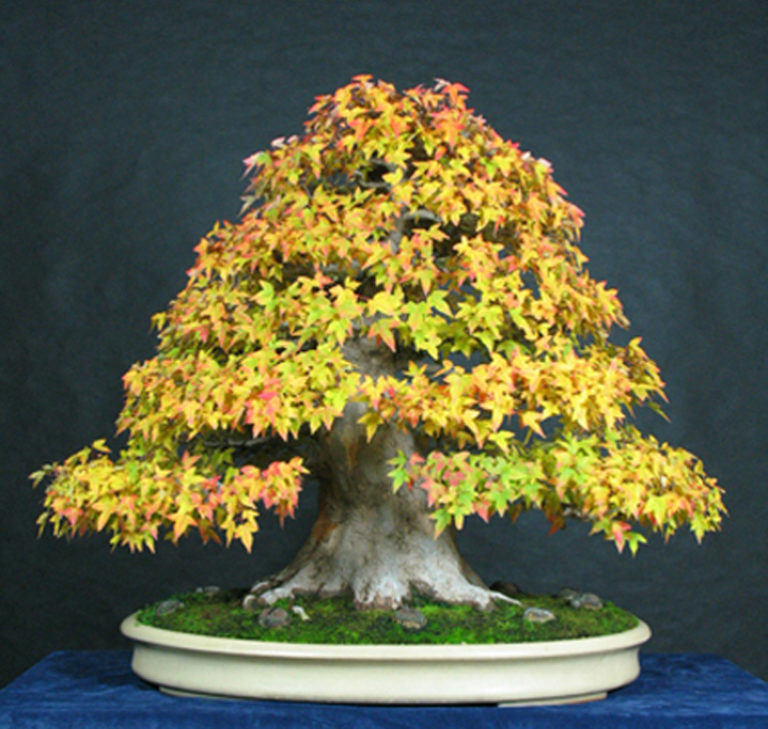 Staying on Theme – Fall Bonsai Color – Stone Lantern
