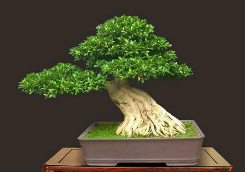 Hot Bonsai – Mid Summer Year Round | Bonsai Bark