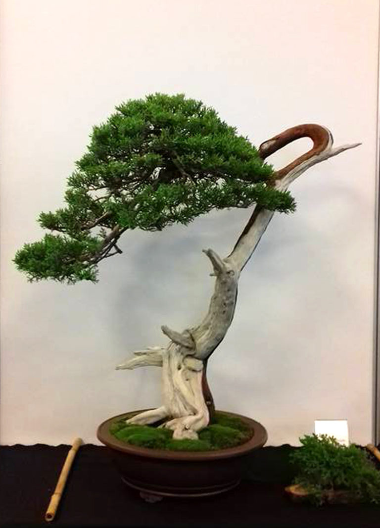 Bonsai Bark | Promoting and Expanding the Bonsai Universe | Page 57