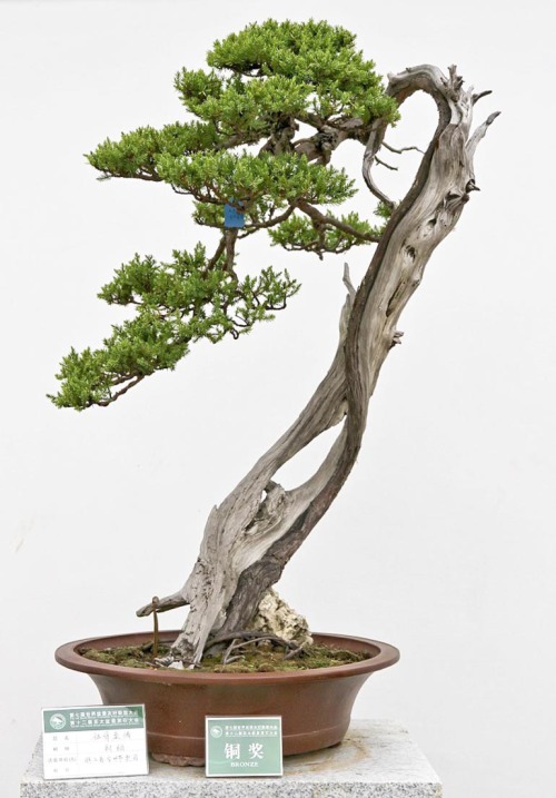 Today Is a Good Day to Hug a Bonsai… or even a Local Bonsai Friend ...