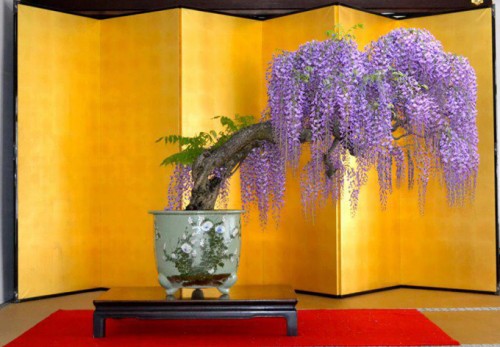 wisteria | Bonsai Bark