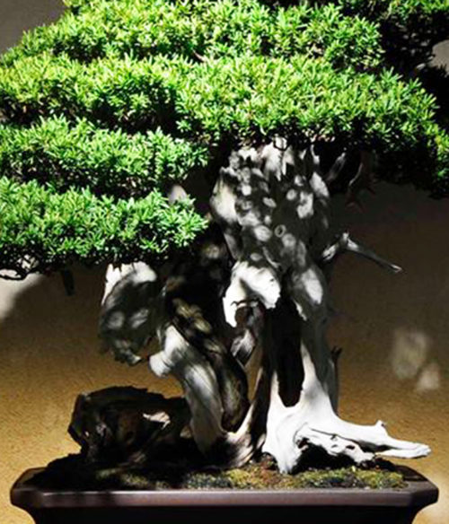 The Cutting Edge of Bonsai Innovation | Bonsai Bark