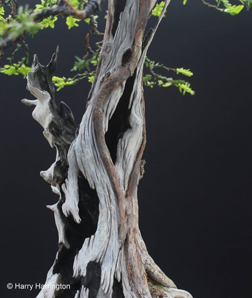 Evolution of Remarkable Bonsai | Bonsai Bark